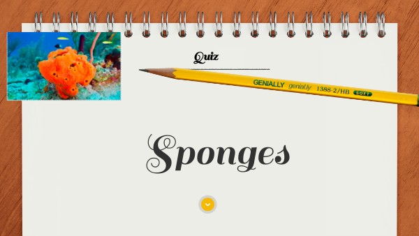 Sponges