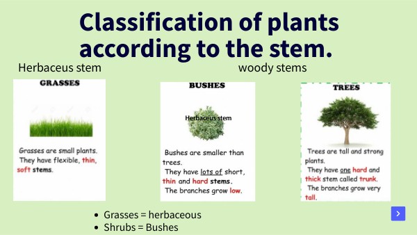 Classification of plants according to the stem | Genially