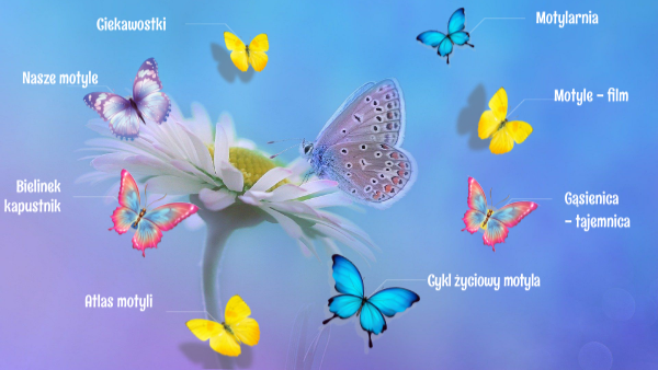 Motyle i kwiaty - Anna Olszyk