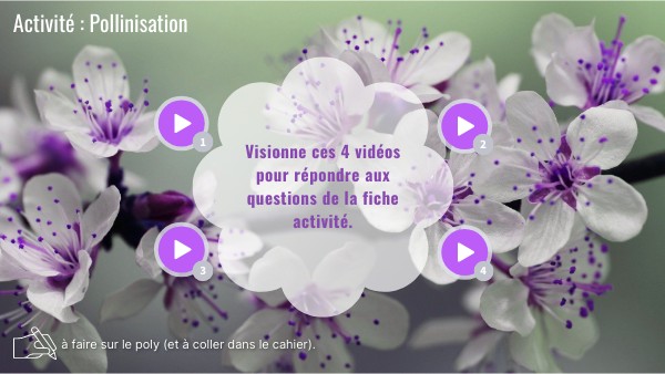 6e Act Pollinisation