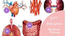 Unit 2 Body Systems