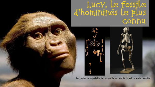 TP 3 - la découverte de Lucy | Genially