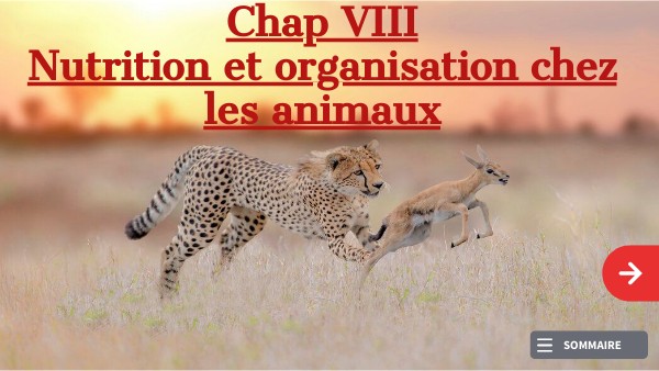 Copie - 5-nutrition_animale