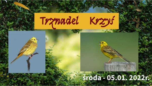 Trznadel Krzyś - 05.01.2022r. - dk | Genially