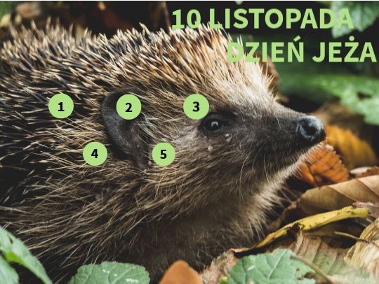 Dzień jeża | Genially