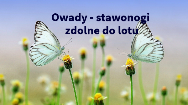 Owady - klasa 6 | Genially