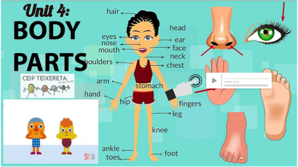 2nd UNIT 4: BODY