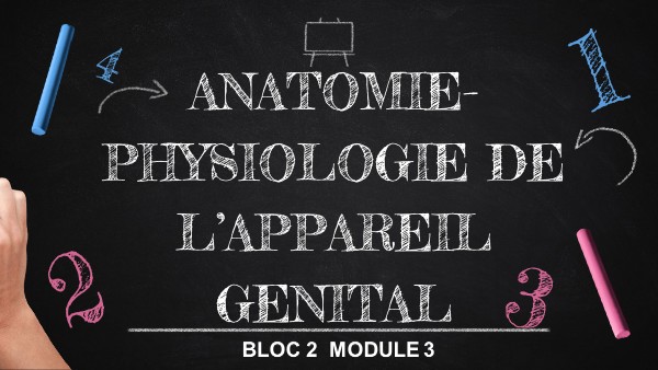 Anatomie et physiologie appareil génital | Genially