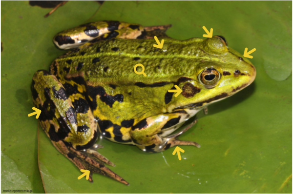 Budowa żaby | Genially