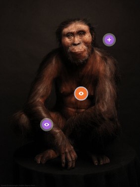Australopithecus Afarensis