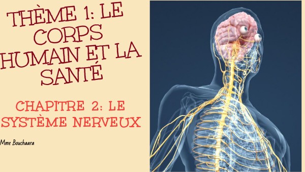 Chapitre 2: Système nerveux-Mme BOUCHAARA-SVT | Genially