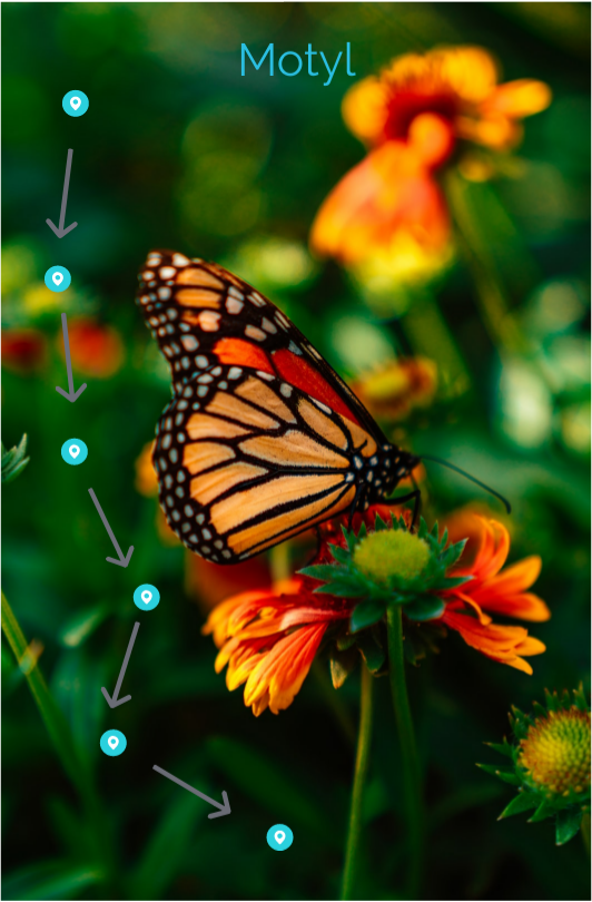 Motyl | Genially