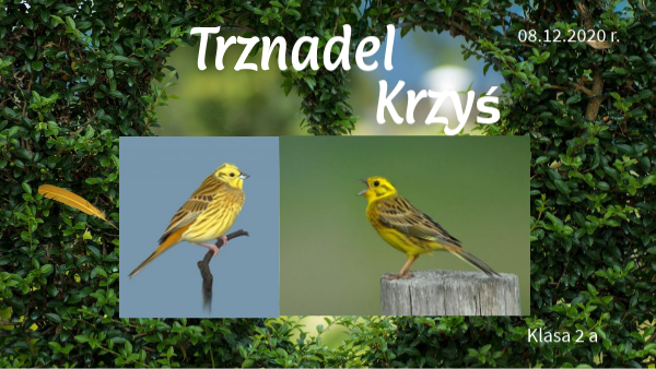 Trznadel Krzyś | Genially