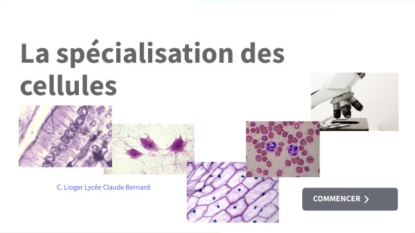 spécialisation cellules | Genially