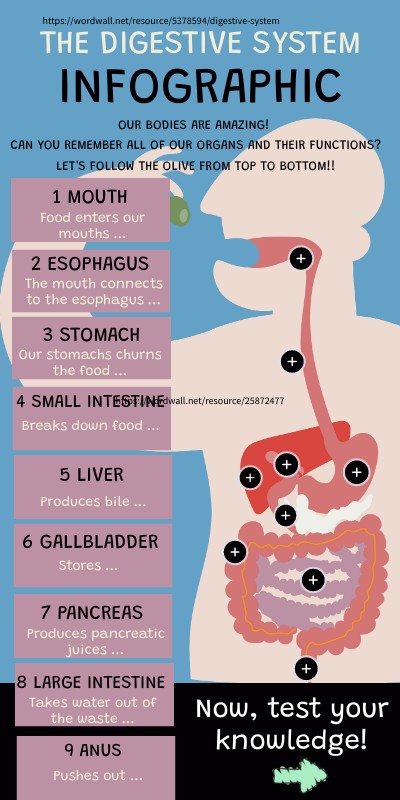 DIGESTIVE VERTICAL INFO