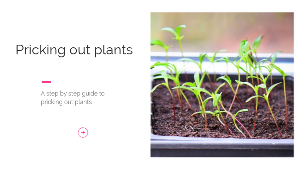 Pricking out plants copy