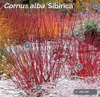 Plant of the week - Cornus alba 'Sibirica'