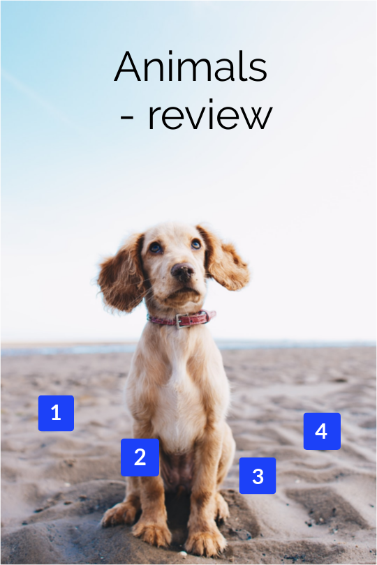 Animals - review | Genially