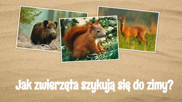 Jak zwierzęta przygotowują się do zimy? | Genially