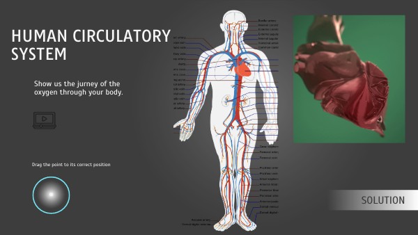 Circulatory system | Genially