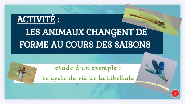 Les changements de forme chez les animaux | Genially