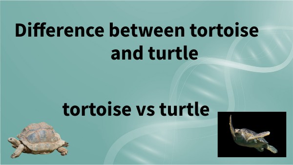 tortoise vs turtle