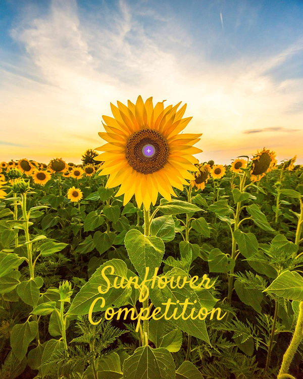 Sunflower Competition | Genially