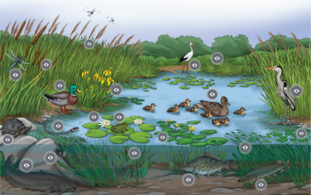 Vode stajaćice - BARA | Genially