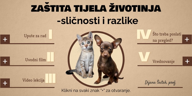 Zaštita tijela životinja - sličnosti i razlike | Genially