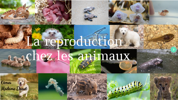 La reproduction chez les animaux by V. Danet | Genially