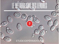 Métabolisme des levures | Genially