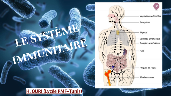 LE SYSTÈME IMMUNITAIRE CORRIGE | Genially