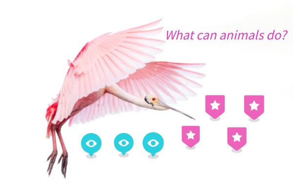 What can animals do? | Genially
