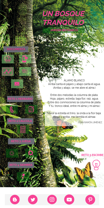 BOSQUE TRANQUILO | Genially