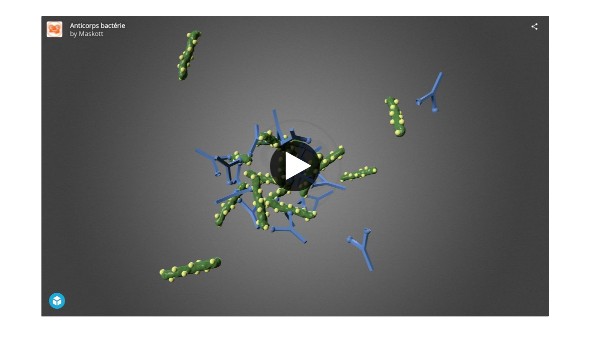 Modèles3D_complexe_immun