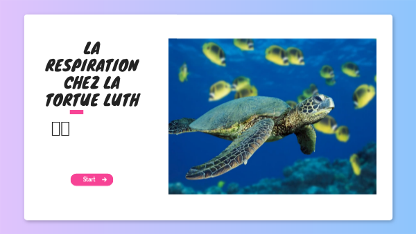 tortue luth | Genially