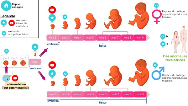 Différenciation sexuelle | Genially