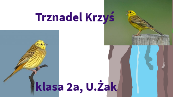 Trznadel