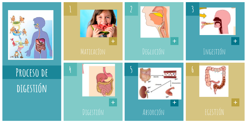 Proceso de digestión | Genially