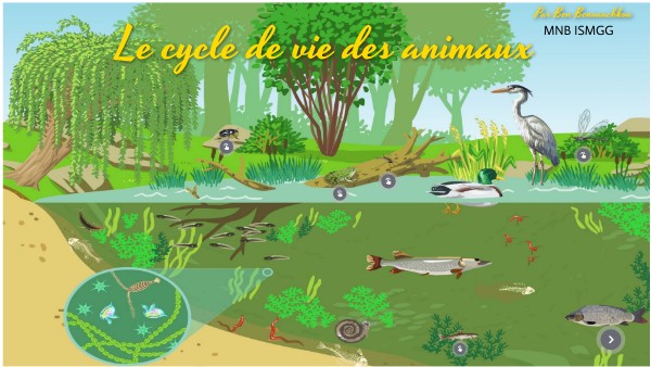 CYCLE DE VIE DES ANIMAUX MNB | Genially