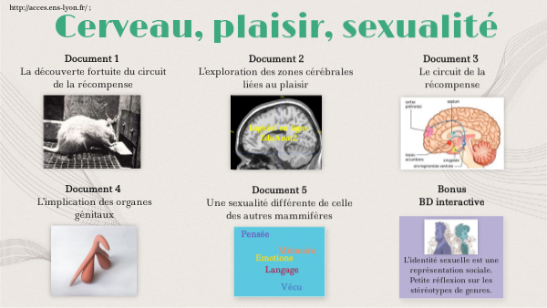 Cerveau, plaisir et sexualité | Genially