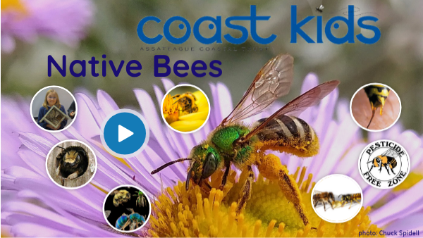 Native Bees