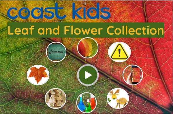 Leaf and Plant Collection