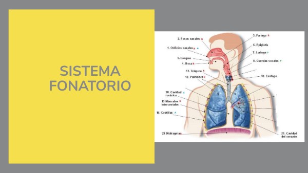 SISTEMA FONATORIO | Genially