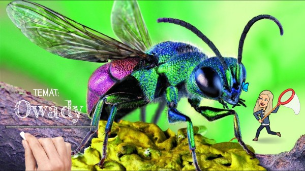 owady- stawonogi zdolne do lotu