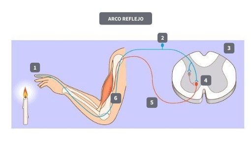 ARCO REFLEJO | Genially