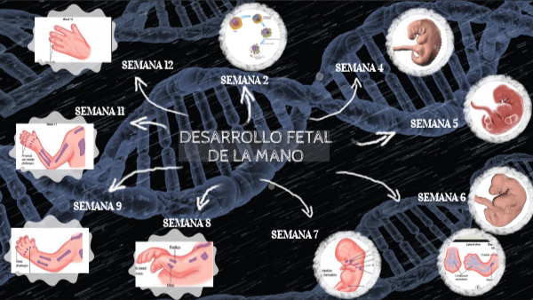 DESARROLLO FETAL DE LA MANO | Genially