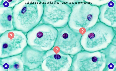 6ème : image interactive : la cellule | Genially