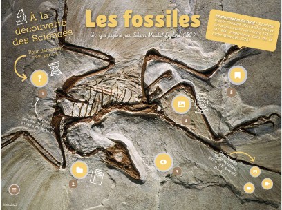 #5 - Les fossiles