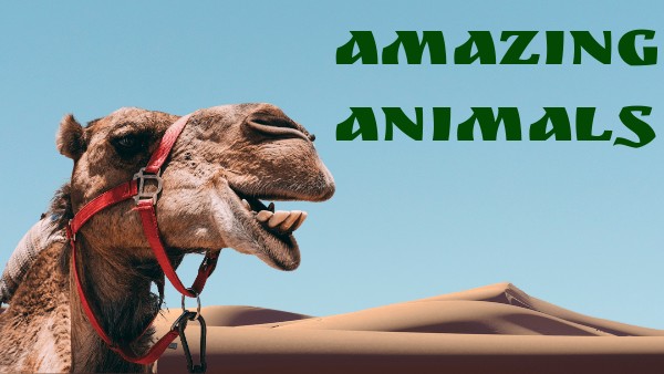 Unit 1 Amazing Animals | Genially